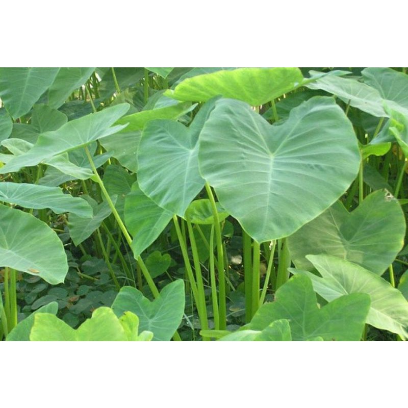 Jual Daun Talas Segar 1 Kg / Daun lompong Bentul / Daun Keladi | Shopee ...