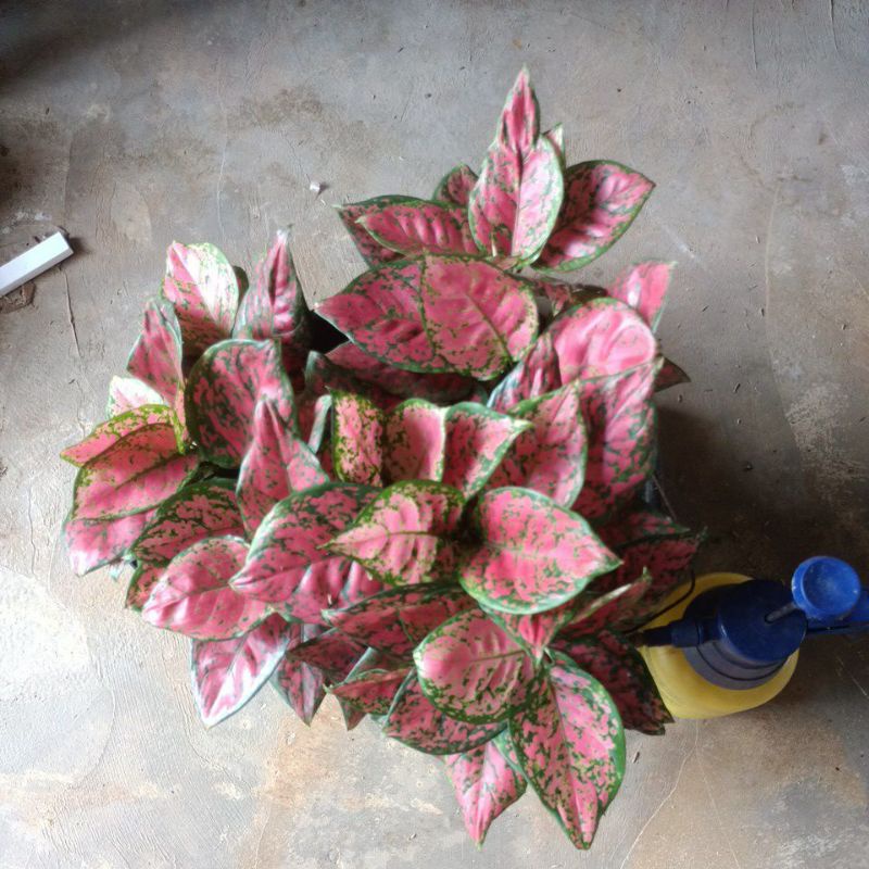 Jual paket bunga 10 batang bunga aglonema dud anjamani super cantik dan ...
