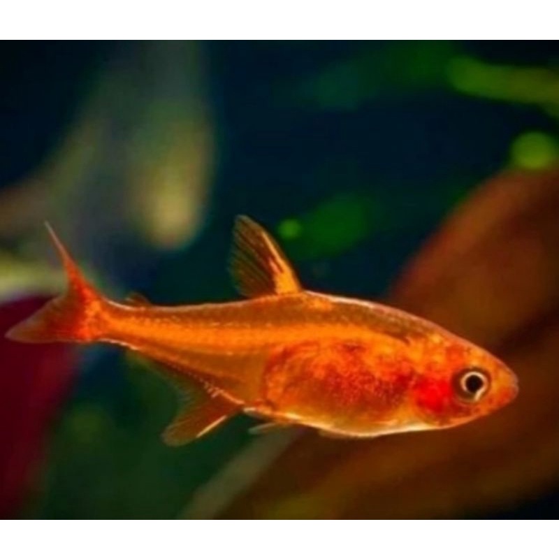 Jual ikan hias amandae/ember tetra aquascape | Shopee Indonesia