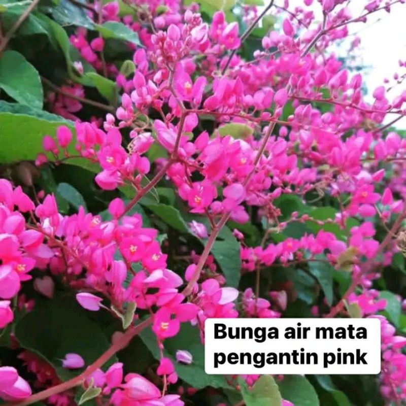 Jual bibit bunga AMP AIR MATA PENGANTIN bunga menjalar sangat bagus ...