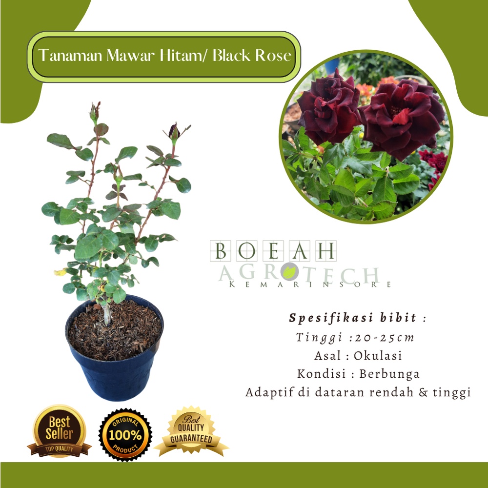 Jual Bibit Tanaman Bunga Mawar Ecer Warna Sudah Berbunga Bisa Pilih ...