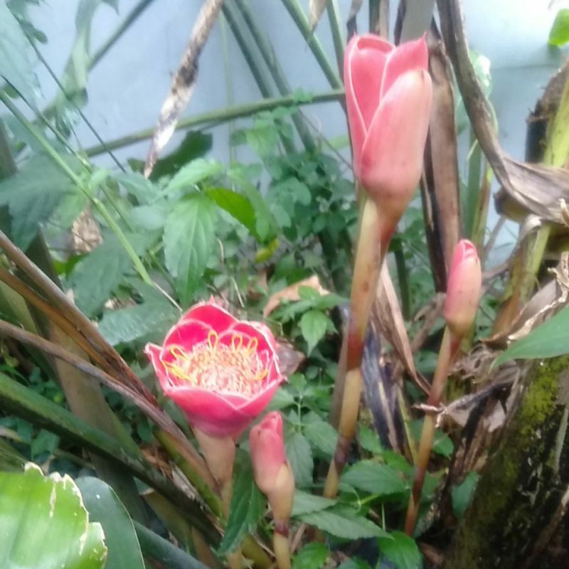 Jual Bunga Kecombrang / Kecumbrang / Honce / Kencong / Kincung segar ...