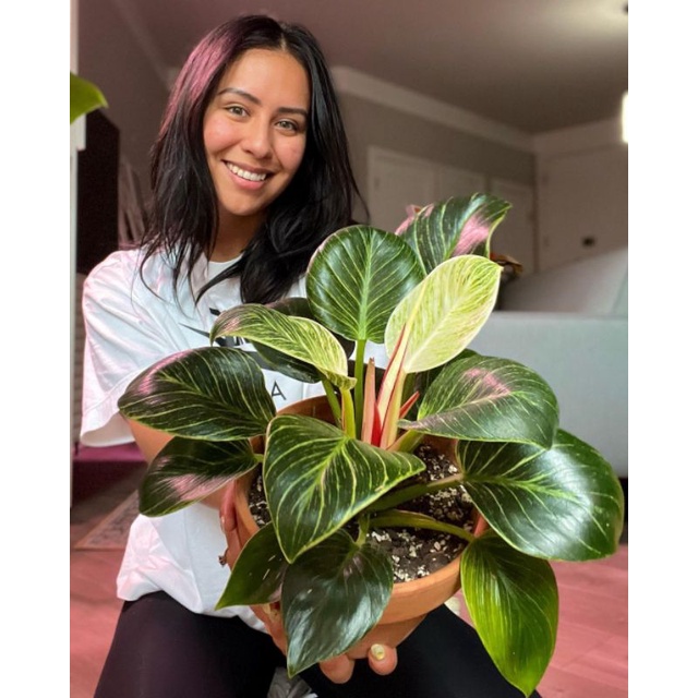 Jual Philodendron birkin / Tanaman hias philodendron birkin / philo ...