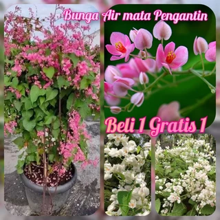 Jual Bunga Air Mata Pengantin Terlengkap & Harga Terbaru Oktober 2024 ...