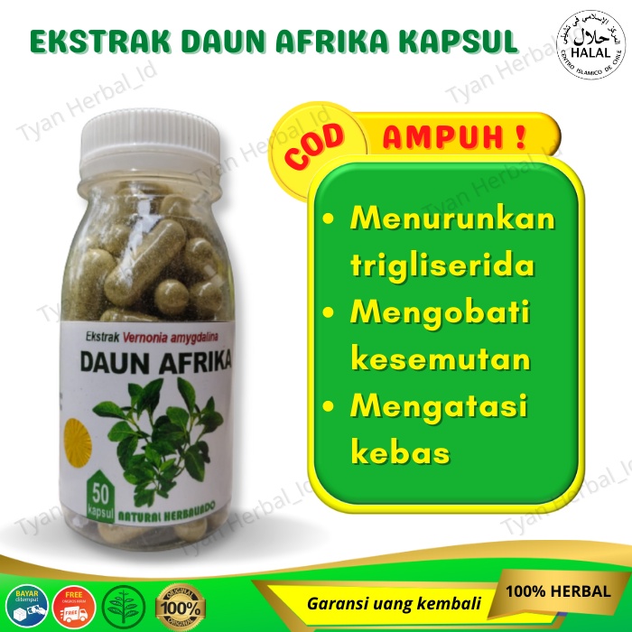 Jual Daun afrika isi 50 kapsul herbal stroke obat strok jamu kolesterol ...