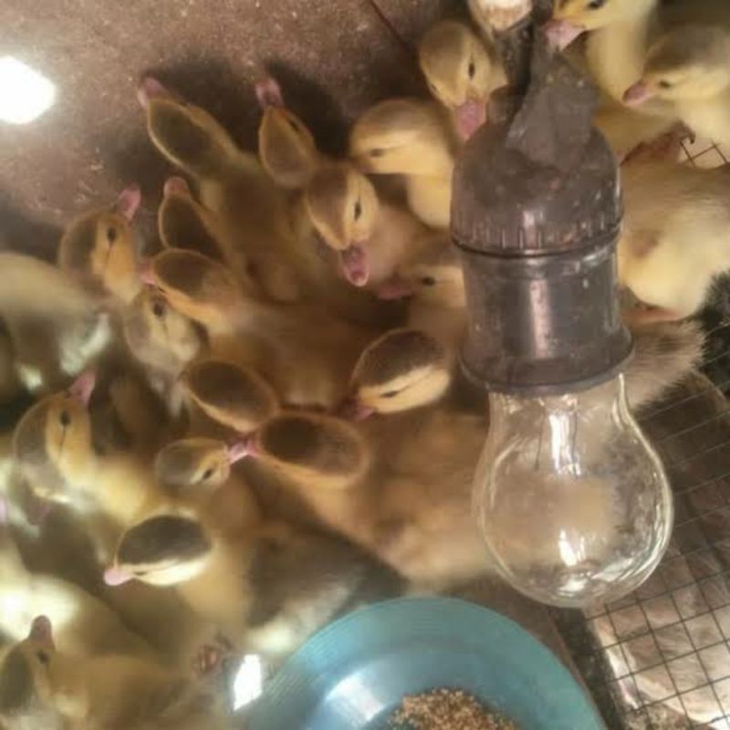 Jual Dod, Doc entok Rambon lokal | Shopee Indonesia