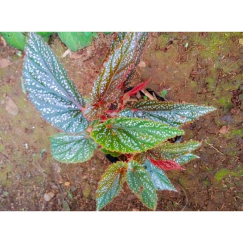 Jual tanaman begonia moca | Shopee Indonesia