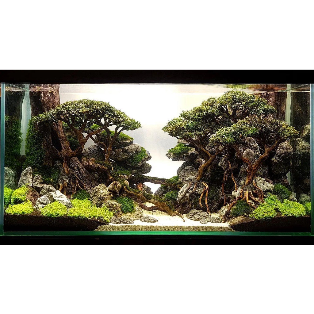 Jual Nickz aquascape dekorasi fullset natural bonsai 100cm | Shopee Indonesia