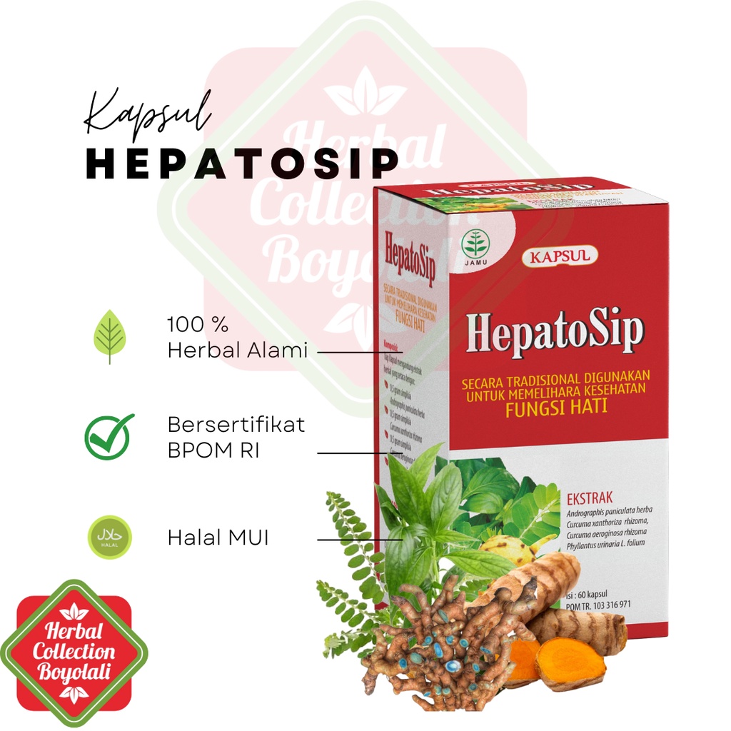 Jual Obat Herbal Kapsul Hepatosip Griya Herba untuk penyakit hepatitis ...