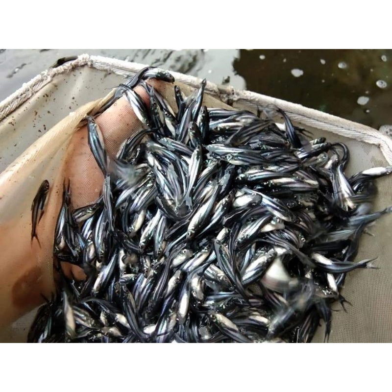 Jual bibit ikan patin super harga murah bandung | Shopee Indonesia