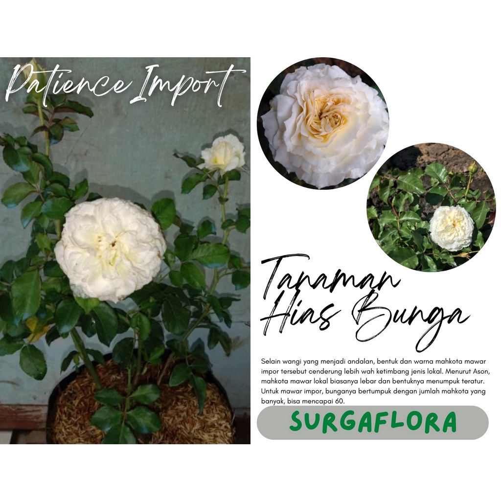 Jual tanaman hias hidup Bunga Mawar Import David Austin PATIENCE ...