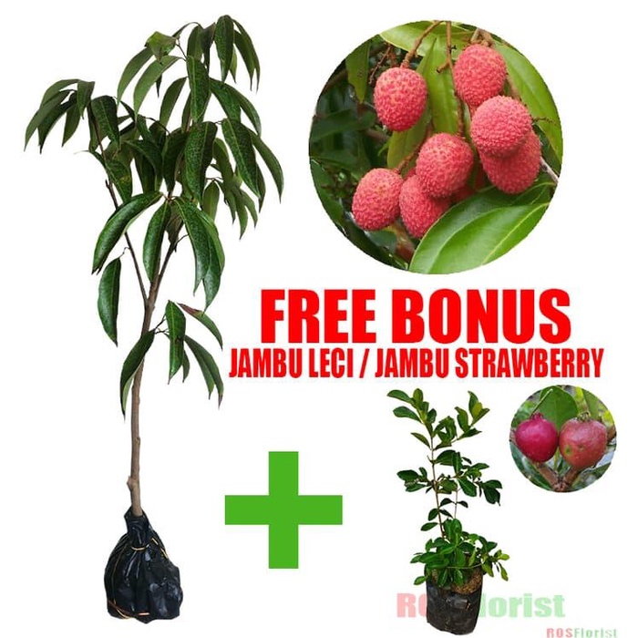 Jual Bibit Tanaman Buah Leci Kom / Lychee Kom Tenar VIRAL | Shopee ...