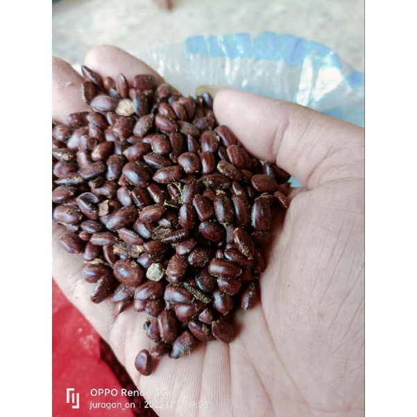 Jual BIJI TREMBESI BERKUALITAS BERAT 1 KILO | Shopee Indonesia