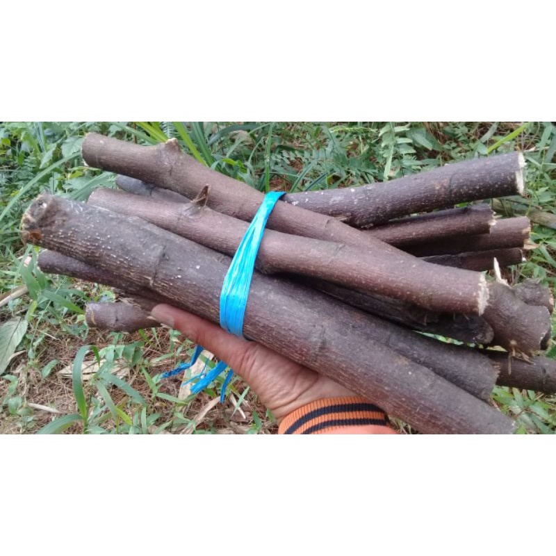 Jual Kayu bakar kering api unggun jenis kayu Afrika 20 batang | Shopee ...