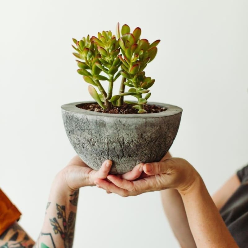Jual Sukulen - Succulent Crassula Lucky Jade | Tanaman Hoki ...