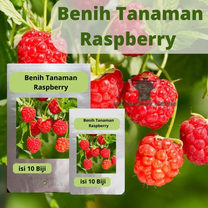 Jual Benih Tanaman Raspberry Kualitas Unggul | Shopee Indonesia