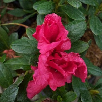 Jual Tanaman Hias Bunga Azalea Merah Bella | Shopee Indonesia