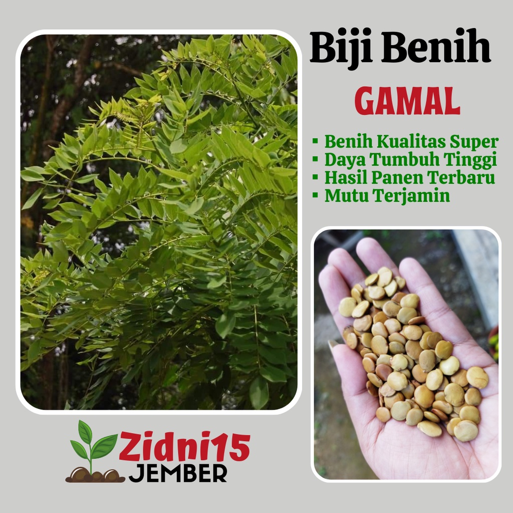 Jual 100 Biji Biji Benih Gamal/Clirisidea Pakan Ternak Klirik | Shopee ...