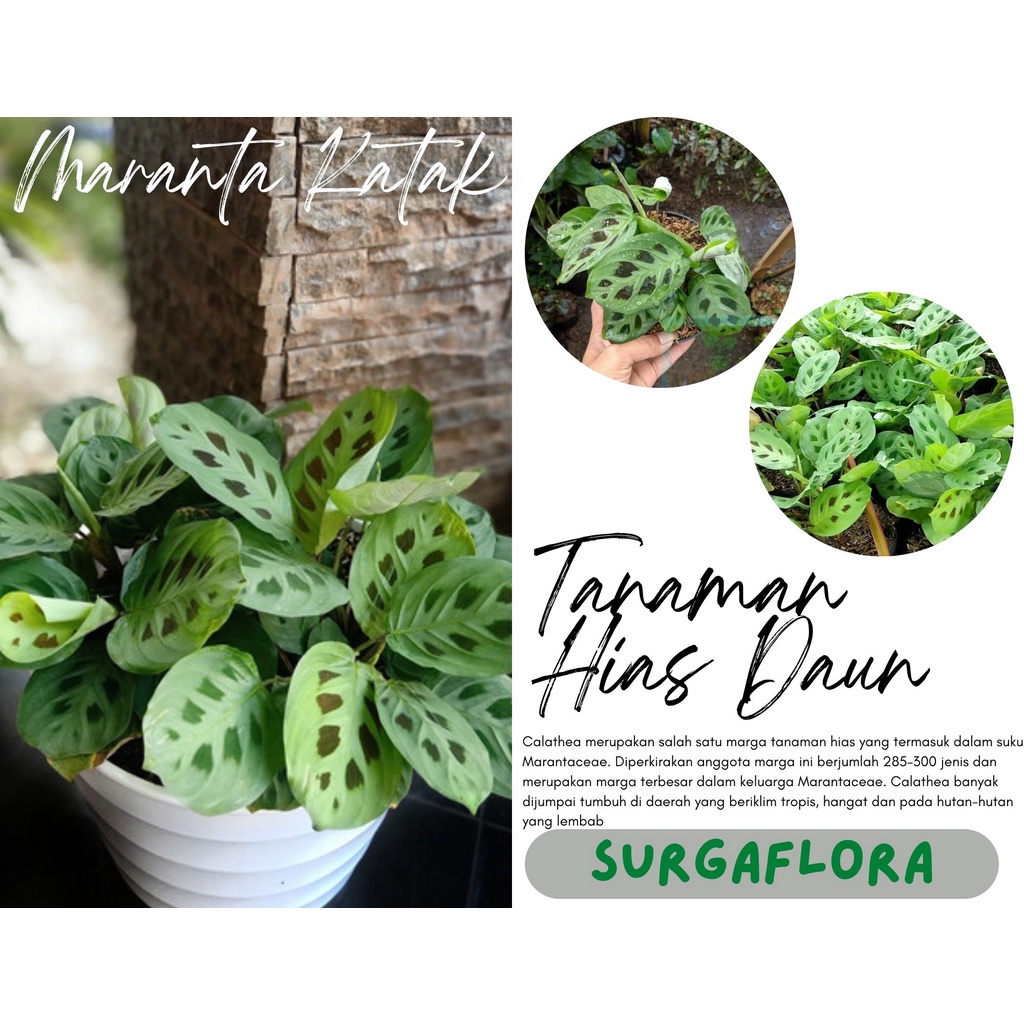 Jual tanaman calathea maranta katak hias - tanaman calatea murah ...