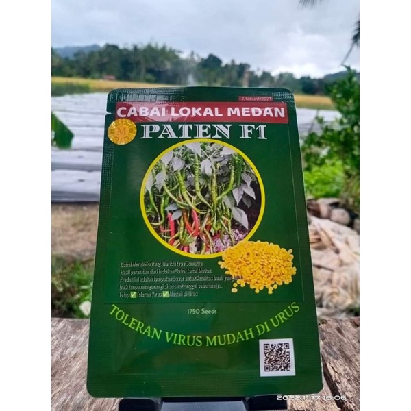 Jual BIBIT CABE MEDAN HIBRIDA PATEN F1 | Shopee Indonesia