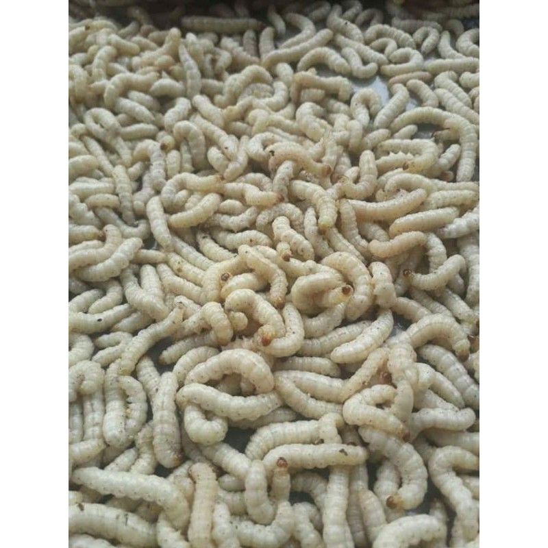 Jual Ulat Bambu umpan mancing dan pakan burung | Shopee Indonesia