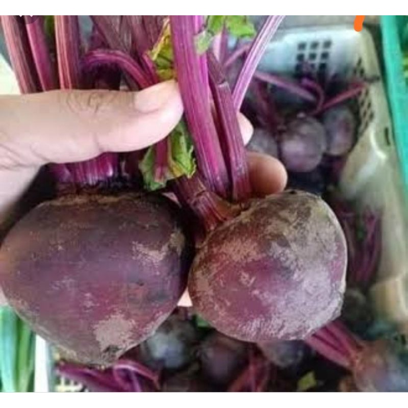Jual buah bit beet root 1kg | Shopee Indonesia