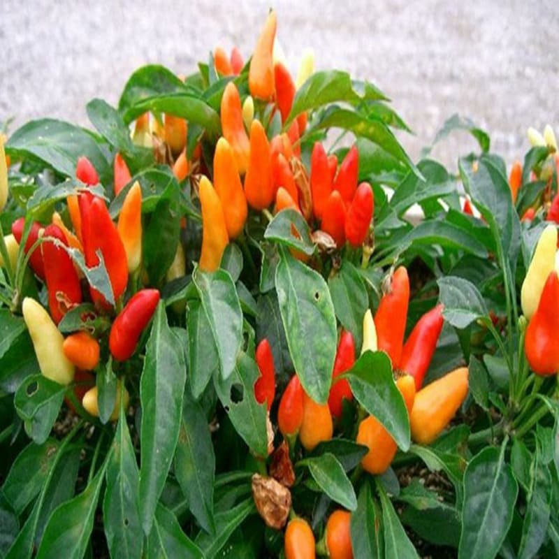 Jual Tanaman Buah - Cabe / Cabai Rawit Domba BUKAN BIJI! | Shopee Indonesia