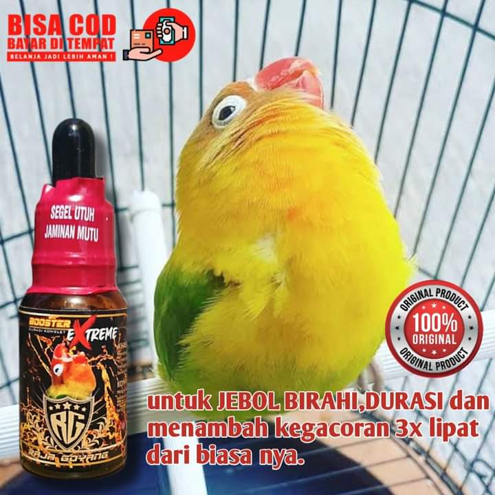 Jual BOOSTER EXTREME LOVE BIRD RG VITAMIN PENGGACOR BURUNG LOVE BIRD ...