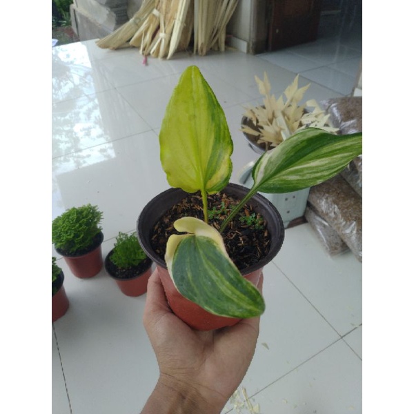 Jual Drimi Varigata Asli Menor | Shopee Indonesia