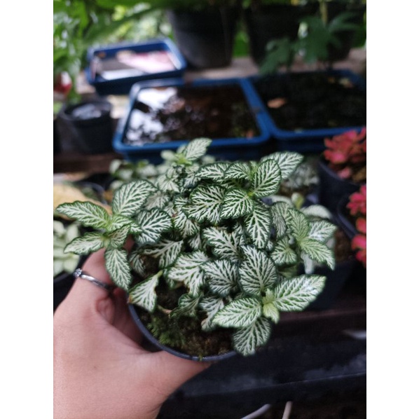 Jual Tanaman Fittonia White Tiger Terrarium | Shopee Indonesia