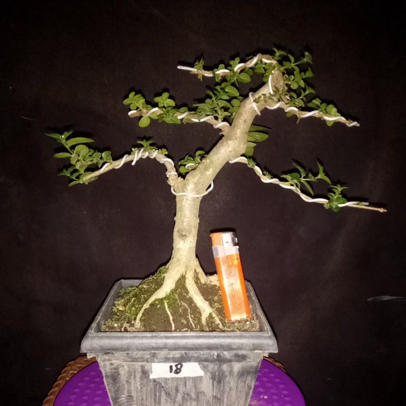 Jual Bonsai Sancang The Max | Shopee Indonesia