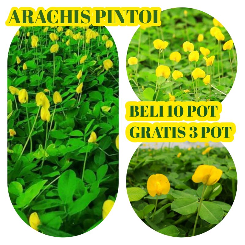 Jual Bibit ARACHIS PINTOI Rumput Kacang Kanganan Bunga Kuning | Shopee ...
