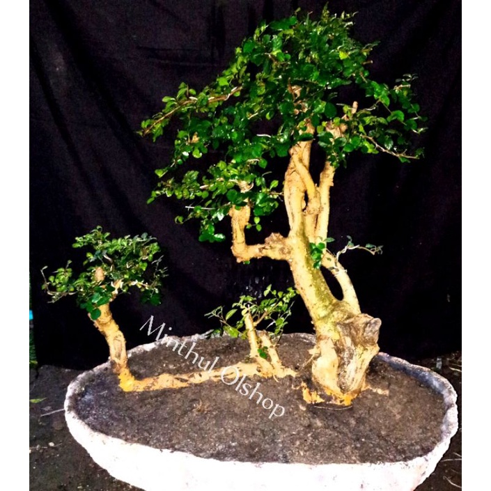 Jual Bonsai serut raft prospek bonggol jumbo real pict | Shopee Indonesia Jual Bonsai serut raft prospek bonggol jumbo real pict | Shopee Indonesia