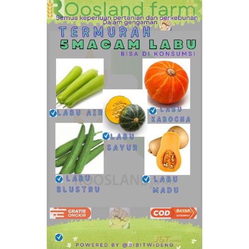 Jual R - FARM - TERMURAH BENIH LABU LABUAN ( KONSUMSI) | Shopee Indonesia