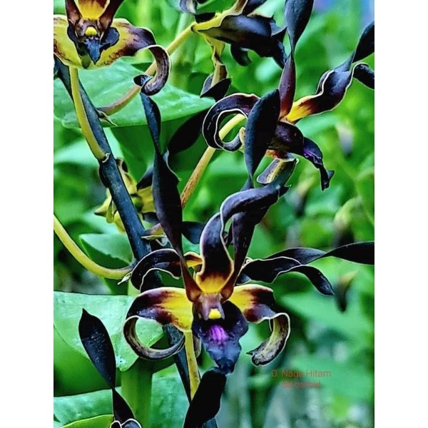Jual anggrek dendrobium keki naga hitam | Shopee Indonesia