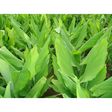 Jual DAUN KUNIR SEGAR (HERBAL DAUN KUNIR MUDA) | Shopee Indonesia
