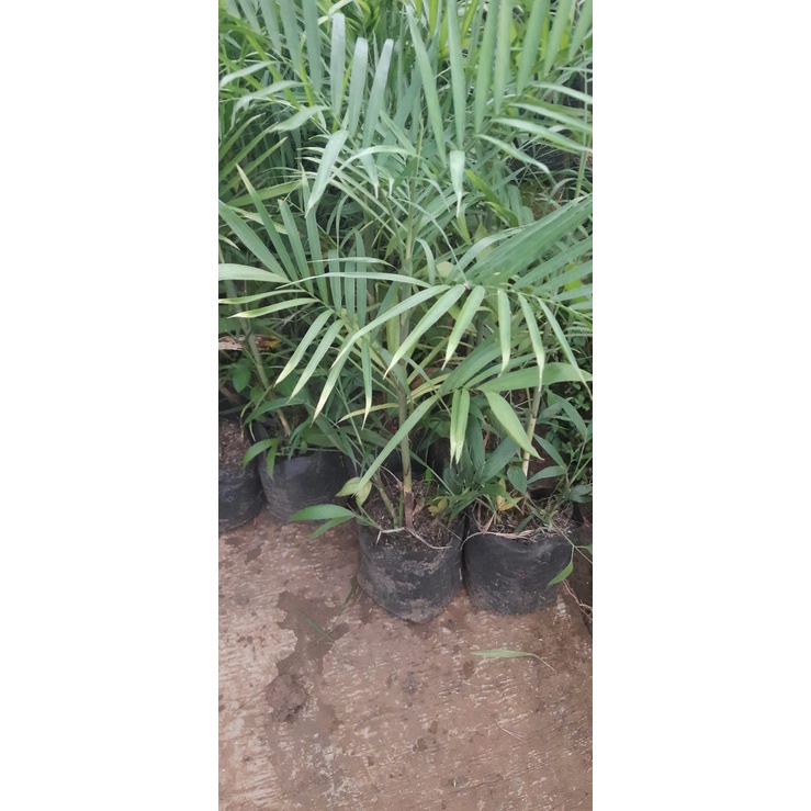 Jual Tanaman Hias Palem Komodoria atau Palem Bambu Hida bibit | Shopee ...