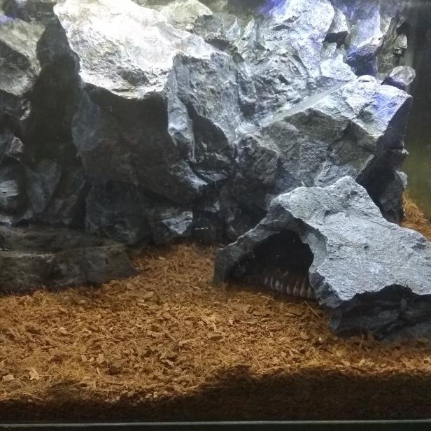 Jual fake rock resin / hiding cave / reptile / reptil / tarantula ...