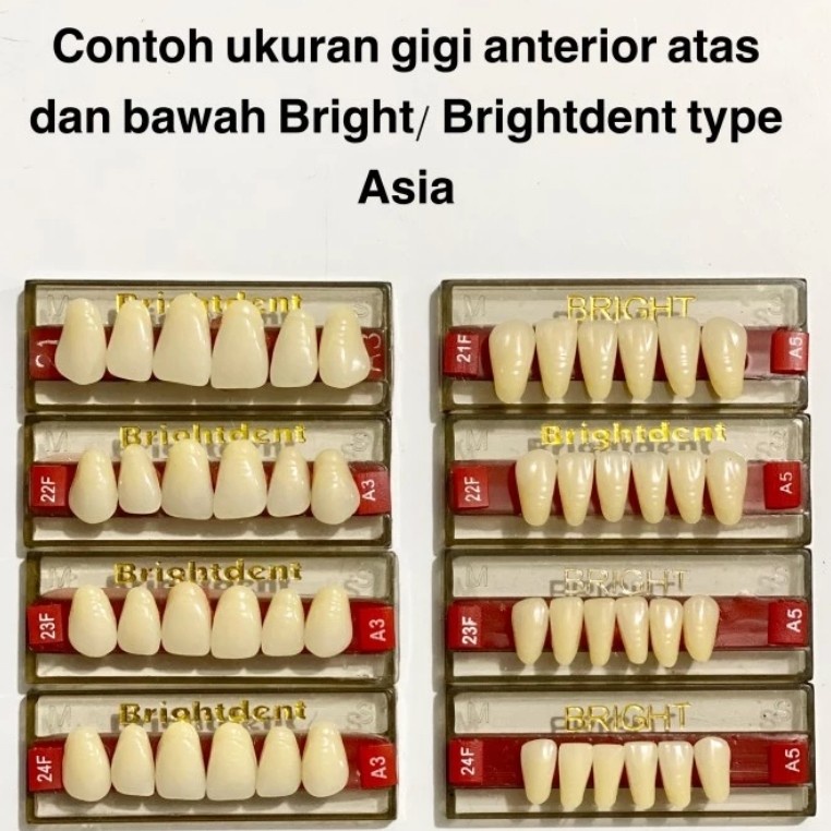 Jual Gigi Depan Bright seri Asia (Atas - Bawah) (A1 - A5) (21 - 24 ...