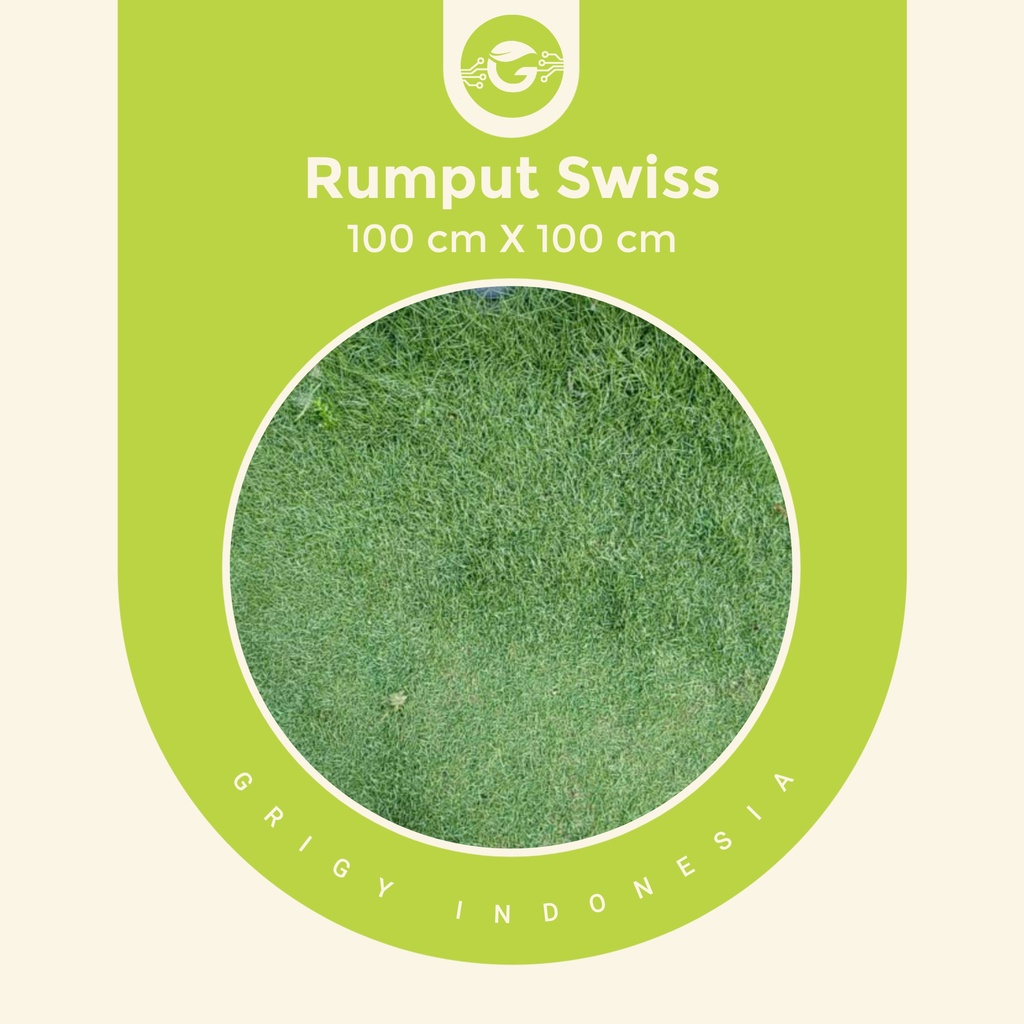 Jual RUMPUT SWISS ASLI 1 METER | Shopee Indonesia