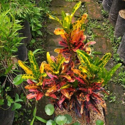Jual tanaman hias puring cabe merah, cabai merah | Shopee Indonesia