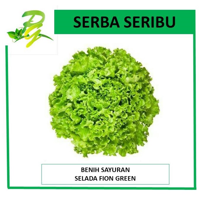 Jual Benih Bibit Biji Seribuan Selada Fion Green-Isi 30 Biji | Shopee ...