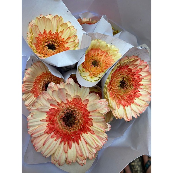 Jual Bunga Garbera Per 3 Ikat (30 Tangkai) | Shopee Indonesia
