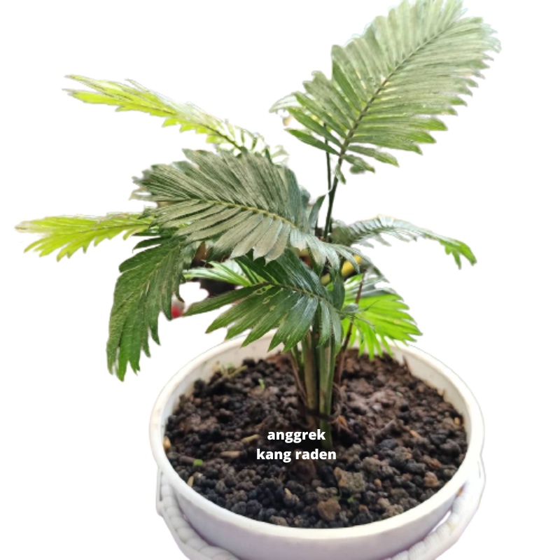 Jual Tanaman Palem rotan asli hidup | Shopee Indonesia