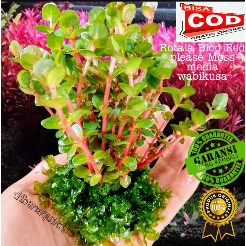 Jual Rotala Blod Red please Moss please media wabikusa Tanaman ...