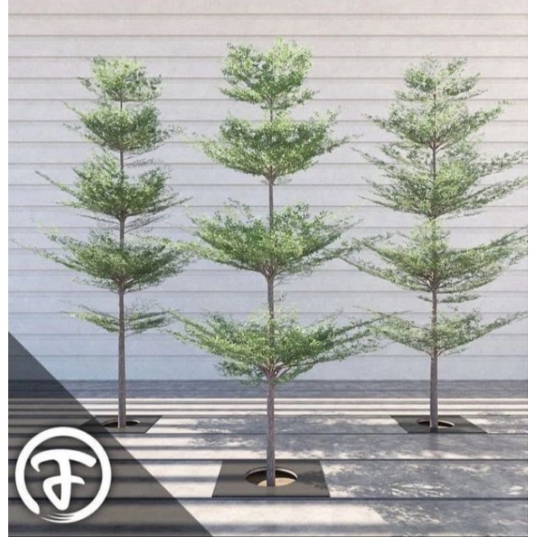 Jual pohon ketapang kencana tinggi 80cm-1 meter | Shopee Indonesia