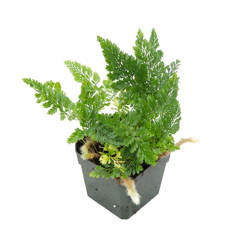 Jual tanaman hias paku pakuan pakis vietnam mini | Shopee Indonesia