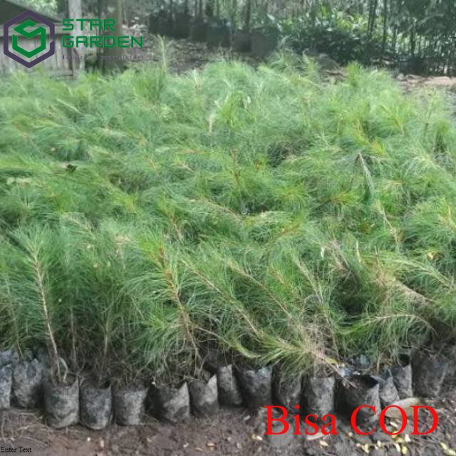 Jual Bibit Unggul Unggul pinus tanaman hutan perlidungan pohon pinus ...