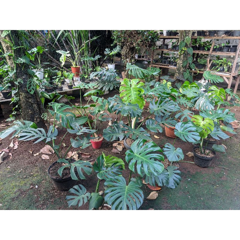 Jual Monstera King Dewasa - Tanaman hias monstera king - monstera ...
