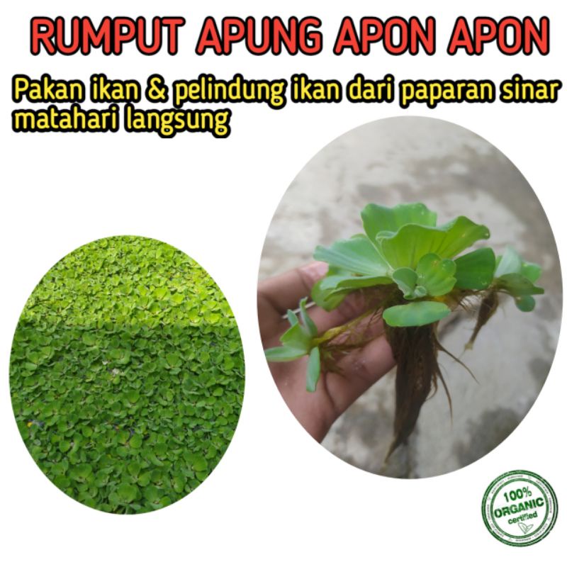 Jual RUMPUT APUNG APON APON AQUASCAPE (RUMPUT KOLAM) | Shopee Indonesia